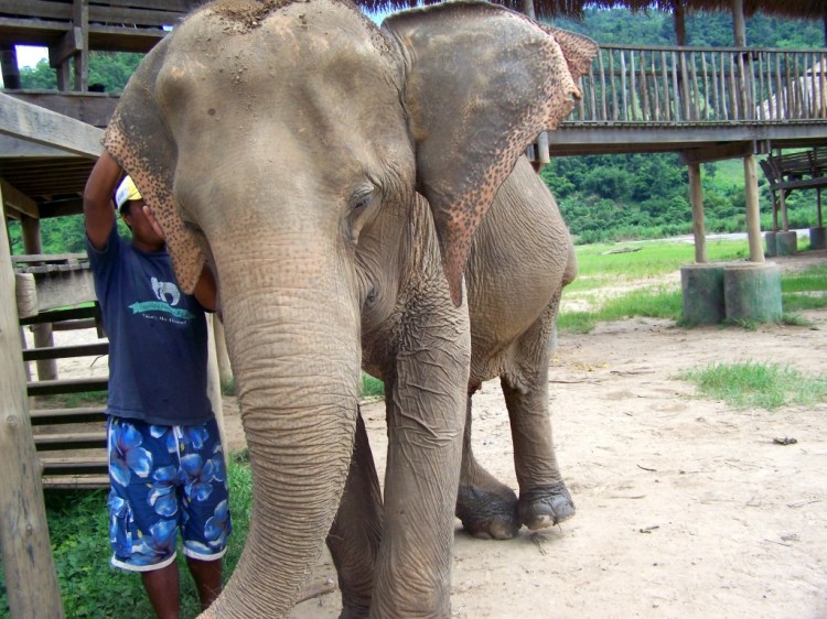 Tears of joy … and other last moments at Elephant Nature Park – D ...
